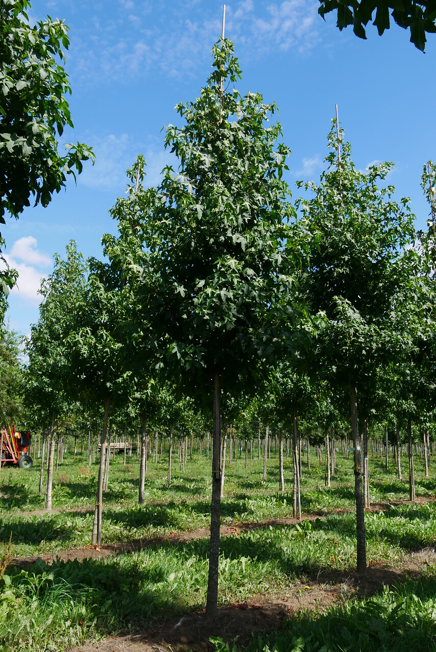Liquidambar styraciflua | Amberboom - Van den Berk Boomkwekerijen